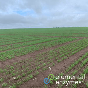 Enzymes boost nutrient uptake - Elemental Enzymes