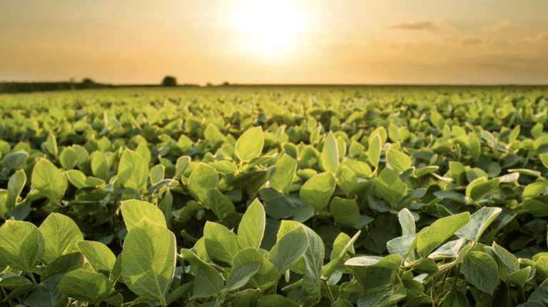 Peptides - Elemental Enzymes