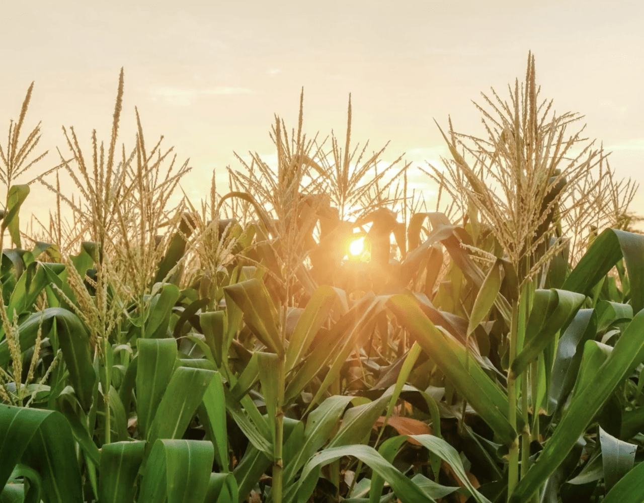 Science amplified sustainably - Elemental Enzymes