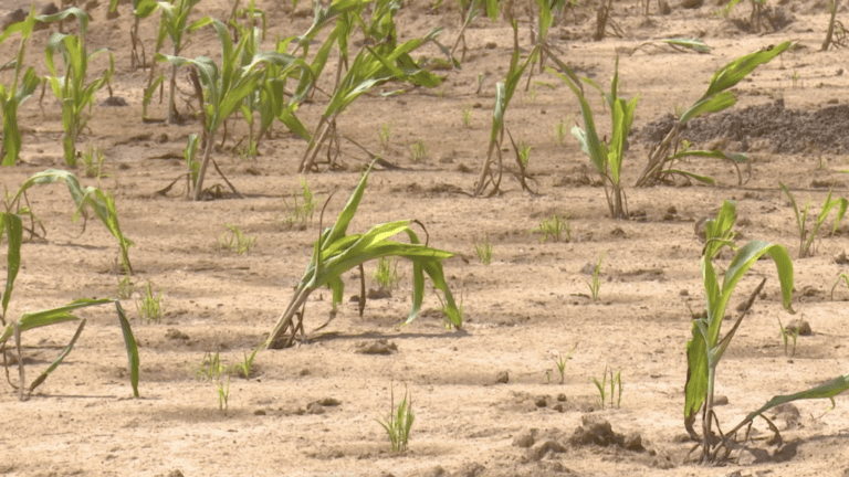 Biochemistries - Elemental Enzymes