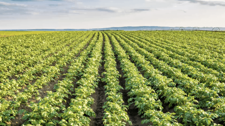 Sustainability - Elemental Enzymes