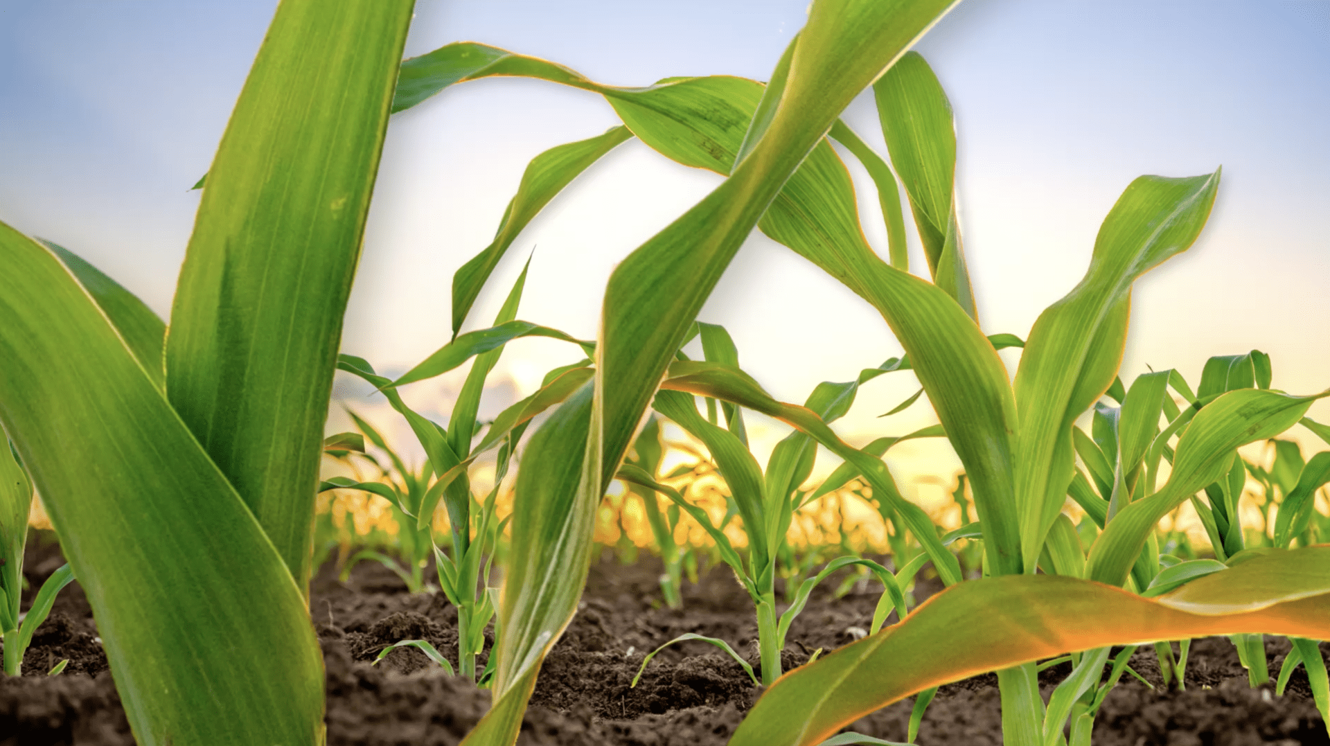 Science amplified sustainably - Elemental Enzymes